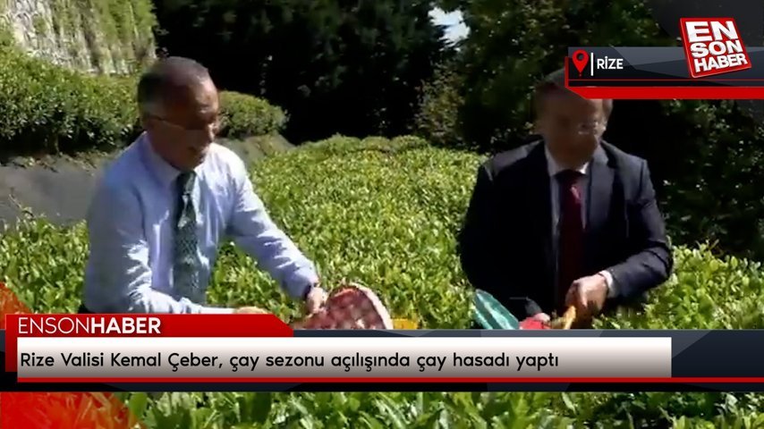 Rize Valisi Kemal Çeber, çay sezonu açılışında çay hasadı yaptı
